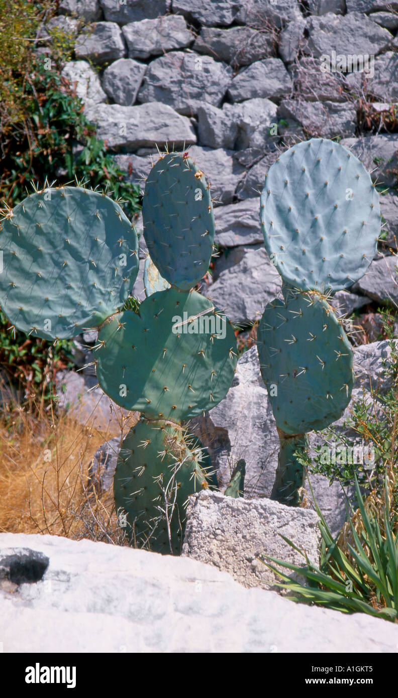 Cactus in Trsteno Arboretum botanic garden near Dubrovnik Stock Photo ...