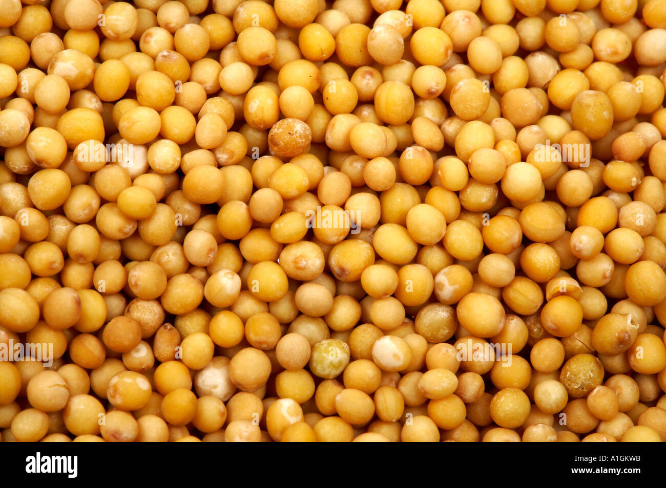 Mustard seed pods hi-res stock photography and images - Alamy