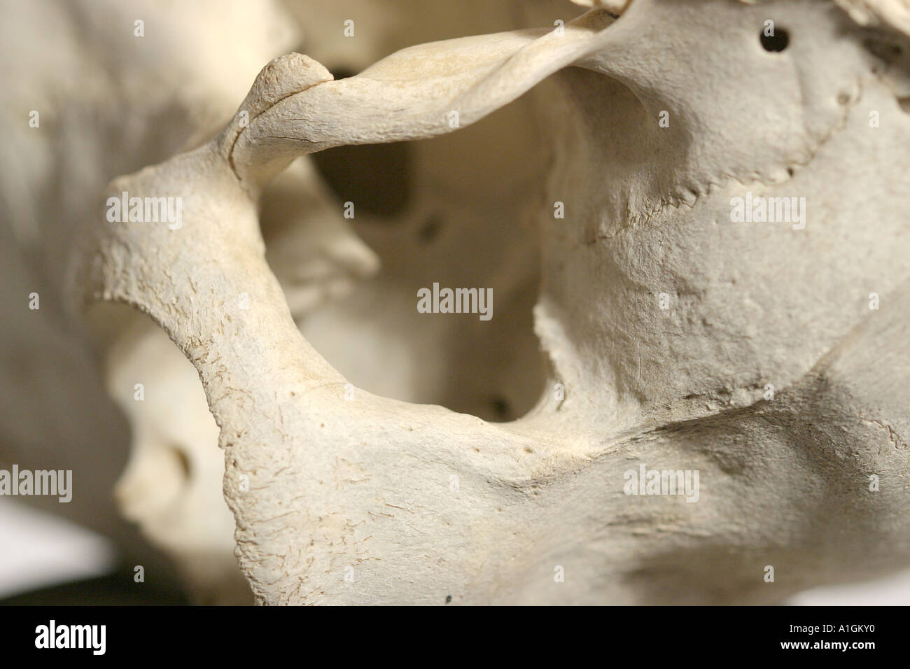 Small animal skull eye socket Stock Photo - Alamy
