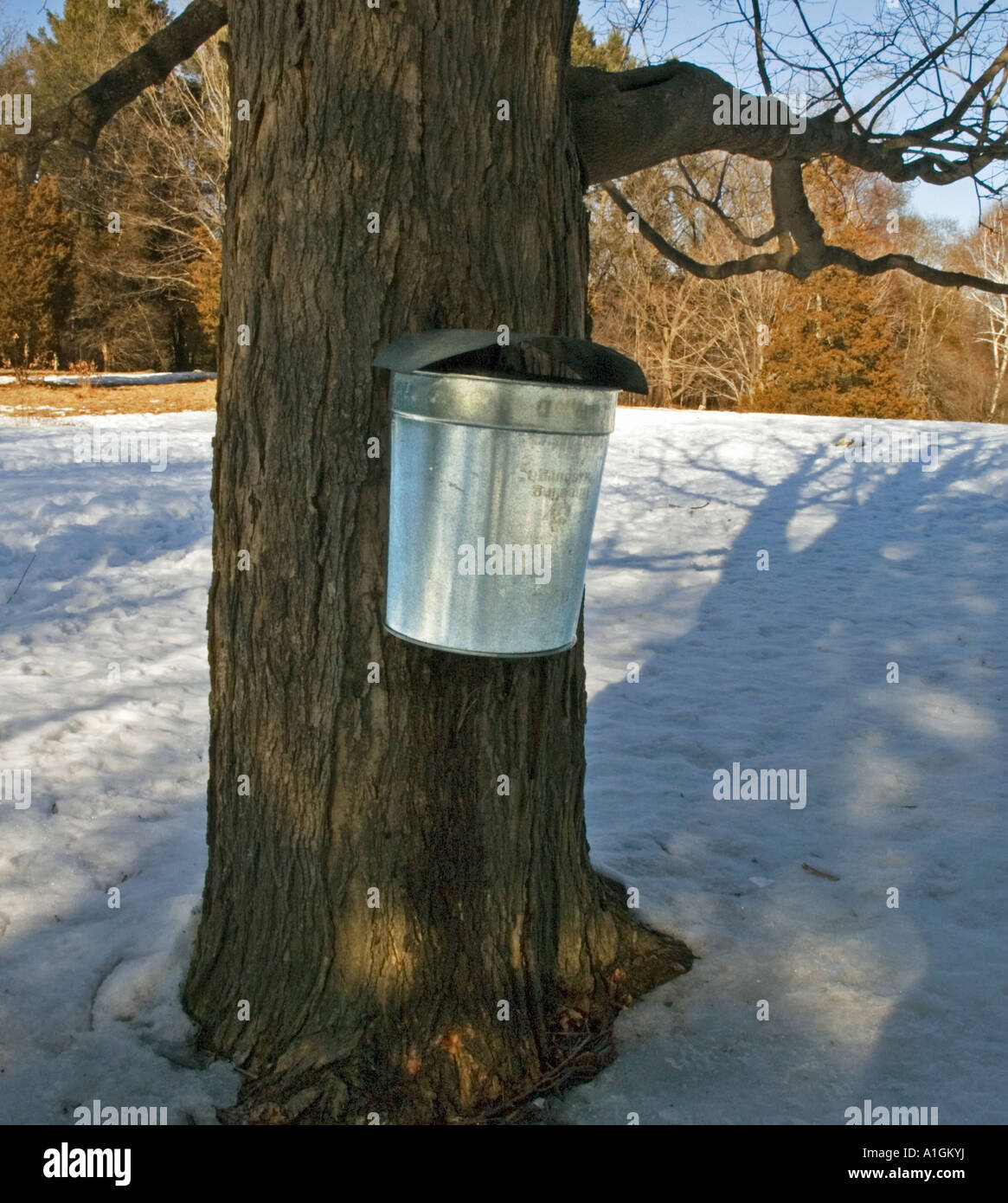 Bucket collecting sap on trunk of Maple tree in snow Massachusetts USA ...