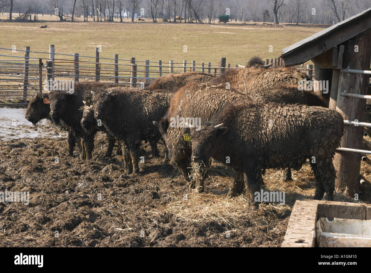 Bison company hi-res stock photography and images - Alamy