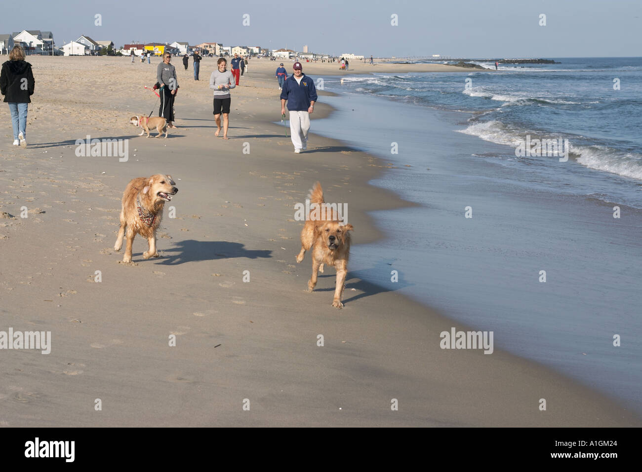 Dog Beach Nj