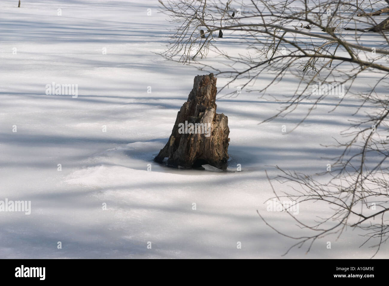 Tree stump in the ice Stock Photo - Alamy