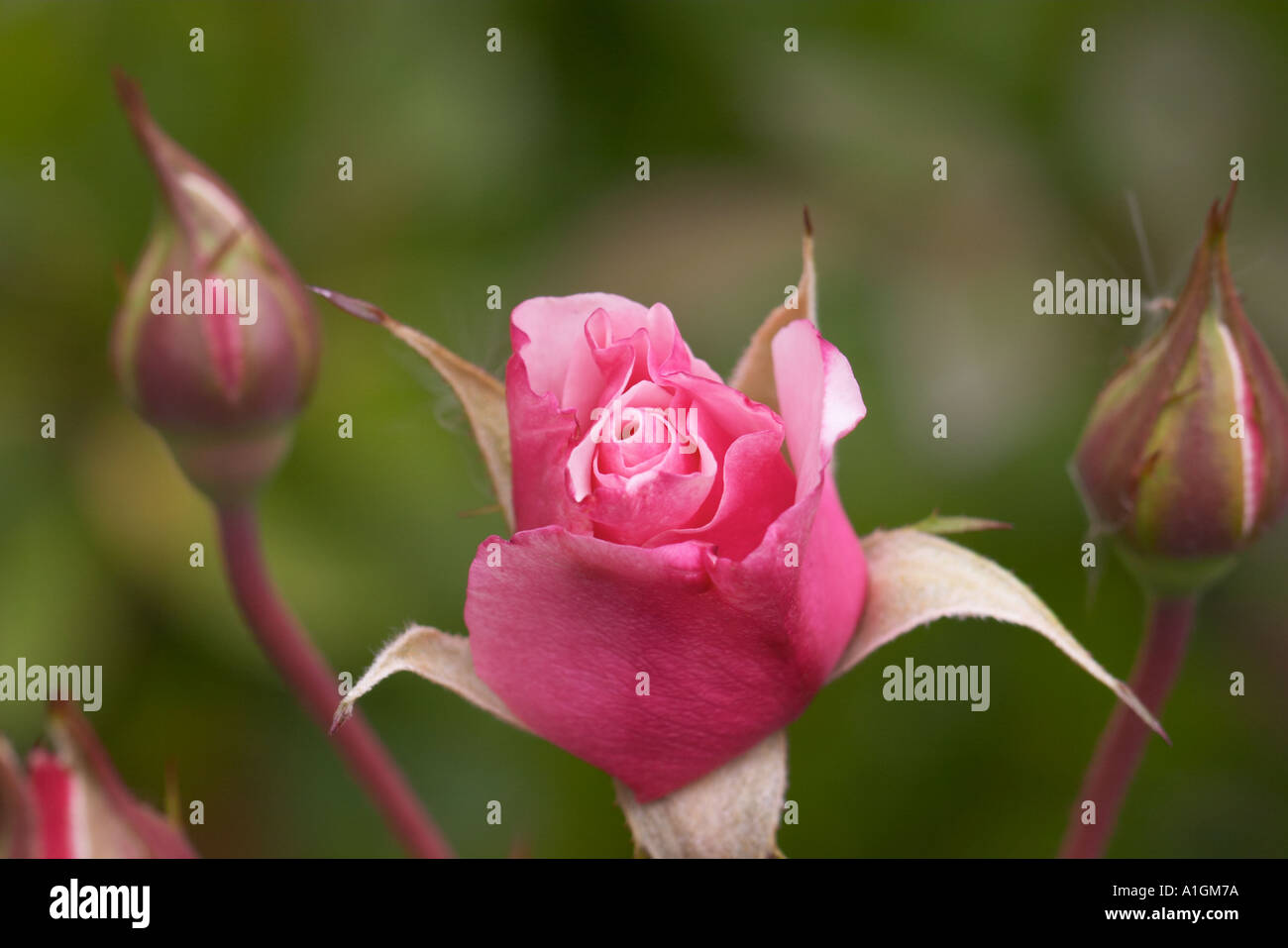 Pink Rose and rosebud Stock Photo - Alamy