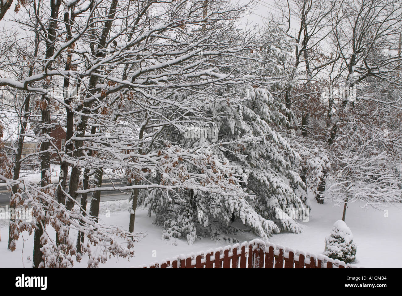 Trees bending under the weight of new fallen snow Stock Photo - Alamy