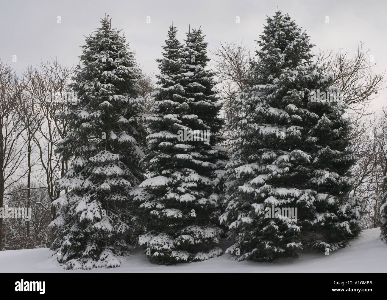 Snow covered evergreen trees Stock Photo - Alamy