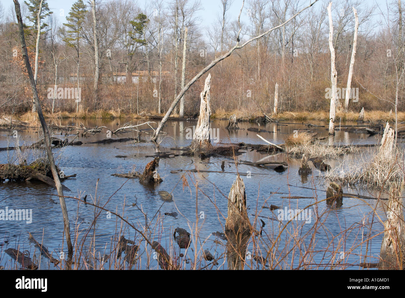 Decaying marsh plants hi-res stock photography and images - Alamy