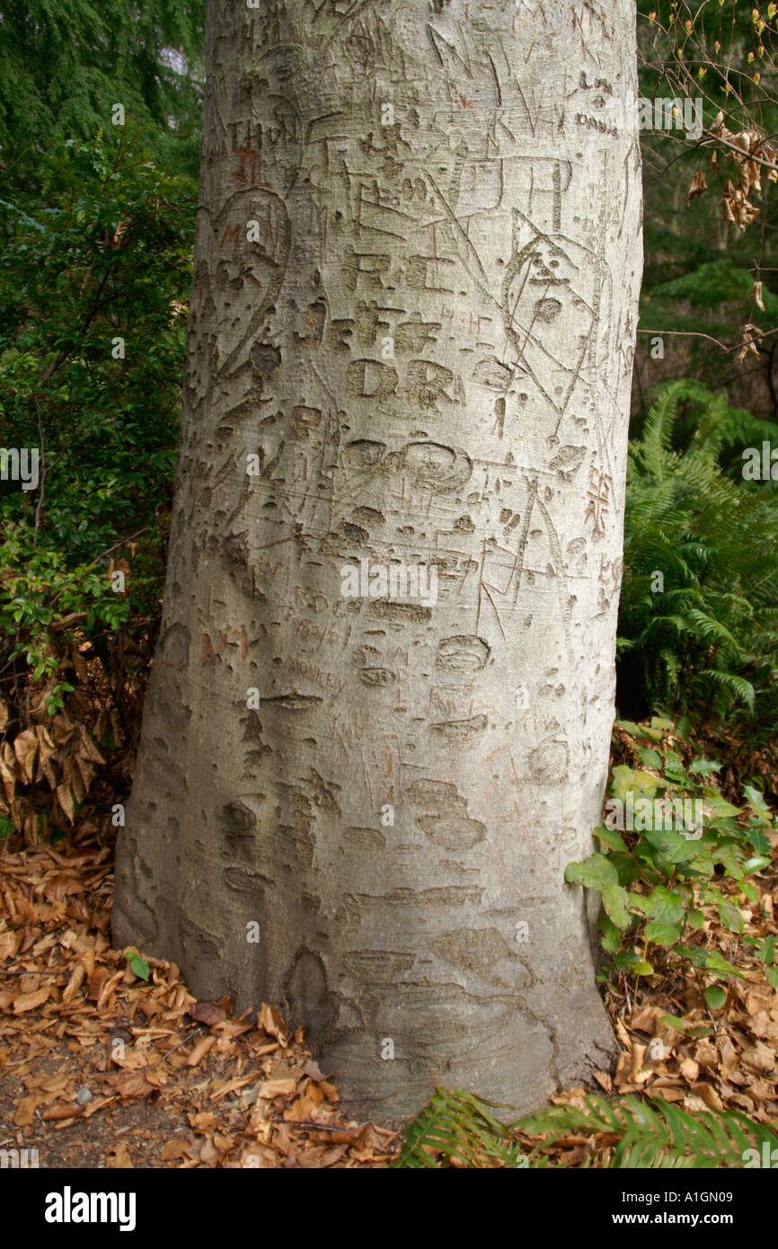 single tree trunk with defaced bark Stock Photo - Alamy