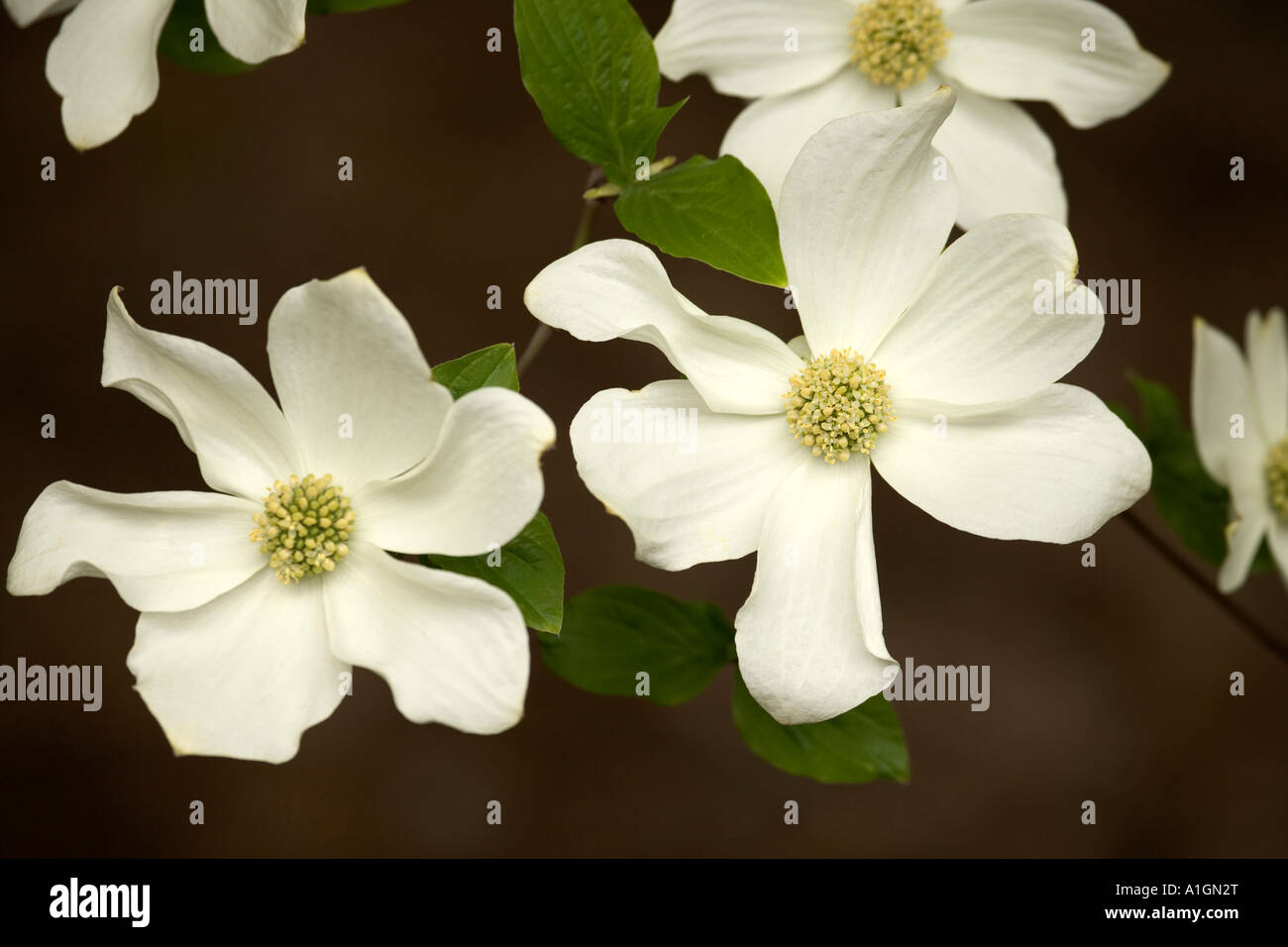Flowers of the 'White Dogwood' tree Stock Photo - Alamy
