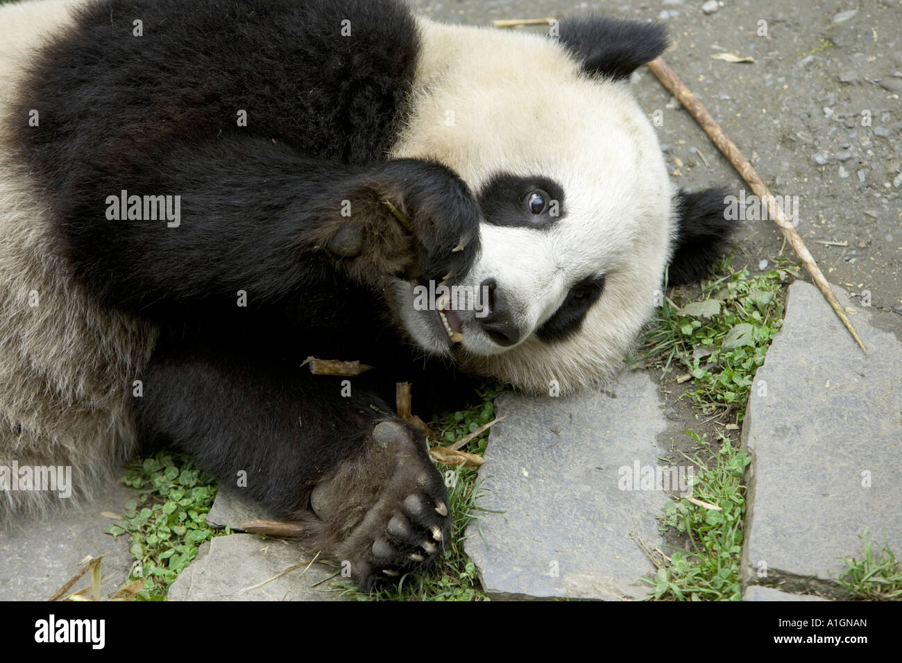 Giant Panda chewing on bamboo stalk, Wolong Nature Reserve, China Stock ...