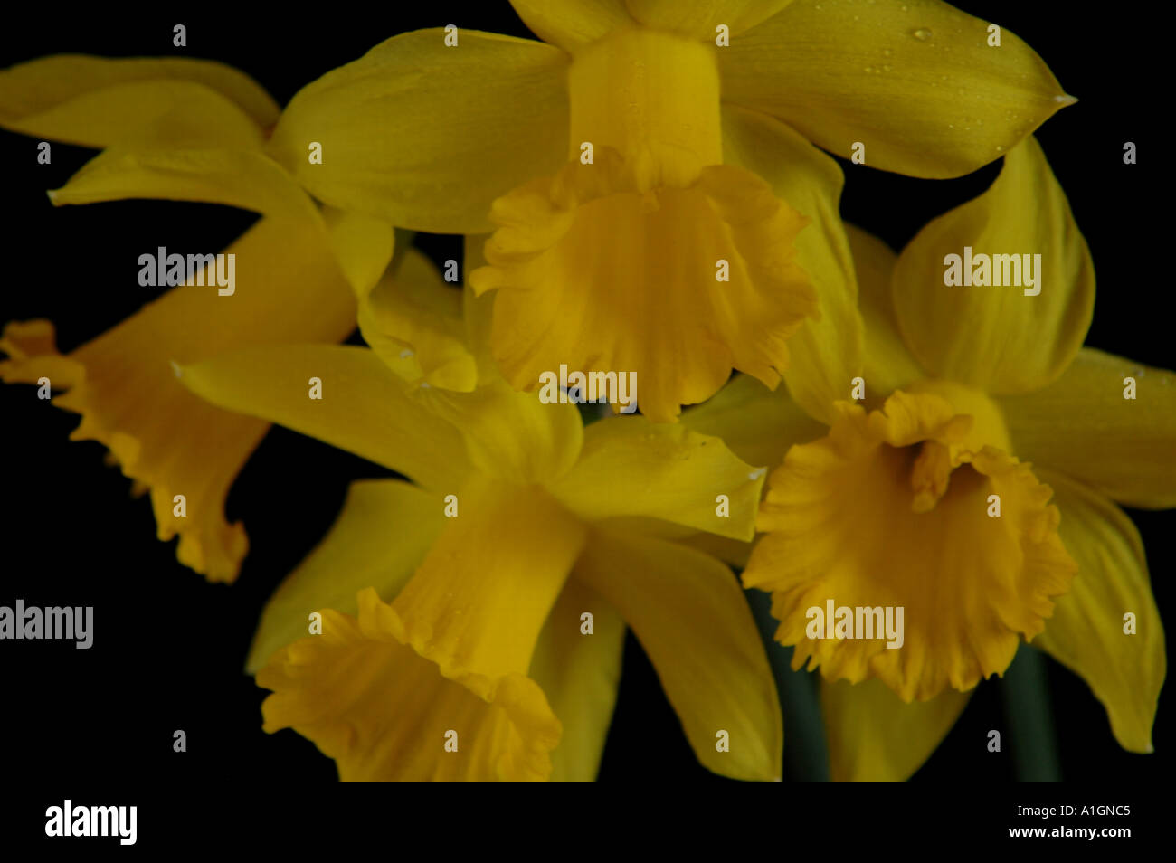 Daffodils narcissus sylvestris hi-res stock photography and images - Alamy