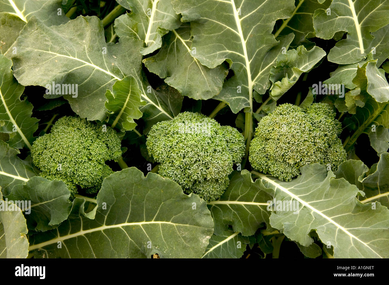 Broccoli plant with crowns, Coachella Valley, California Stock Photo ...