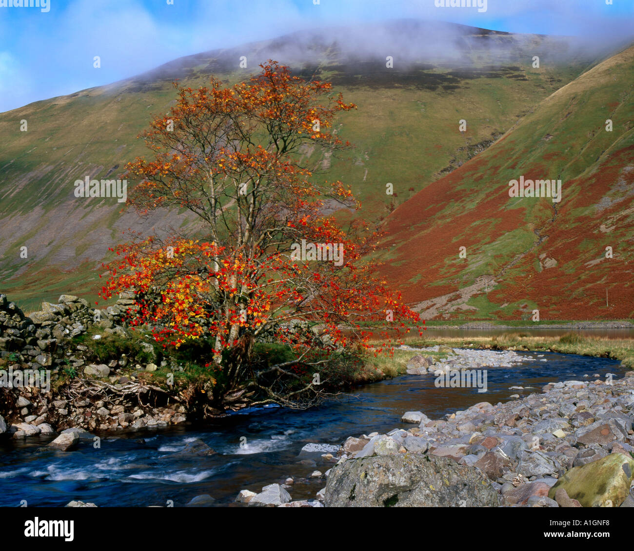 Rowan Tree at Upper Tweeddale Stock Photo - Alamy