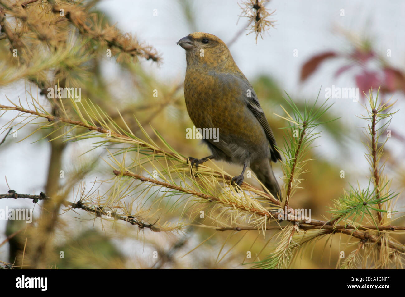 Pine grosbeak pinicola hi-res stock photography and images - Alamy
