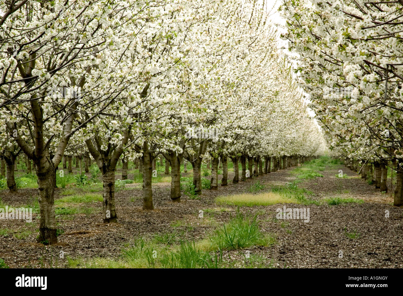 Cherry orchard flowering, California Stock Photo - Alamy