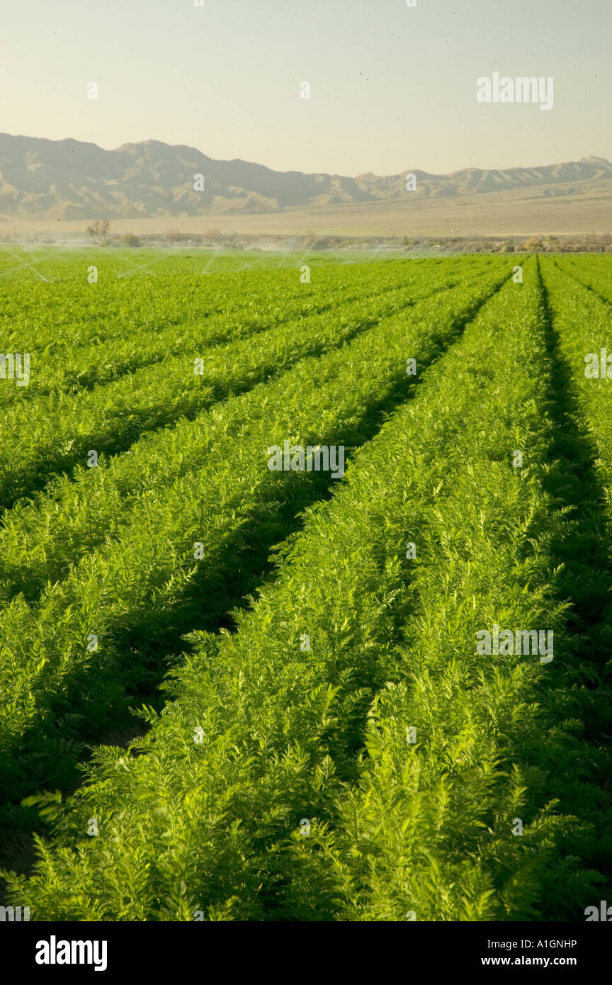 Carrot field converging rows Stock Photo - Alamy