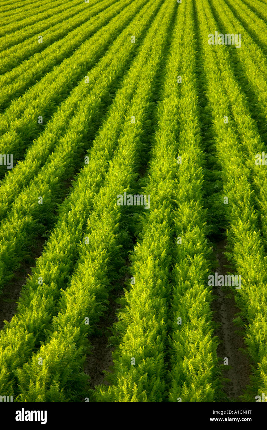 Converging distant rows hi-res stock photography and images - Alamy