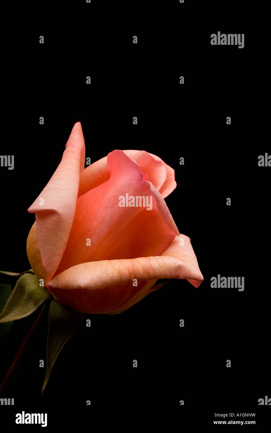Side view of Rose on Black Background Stock Photo - Alamy