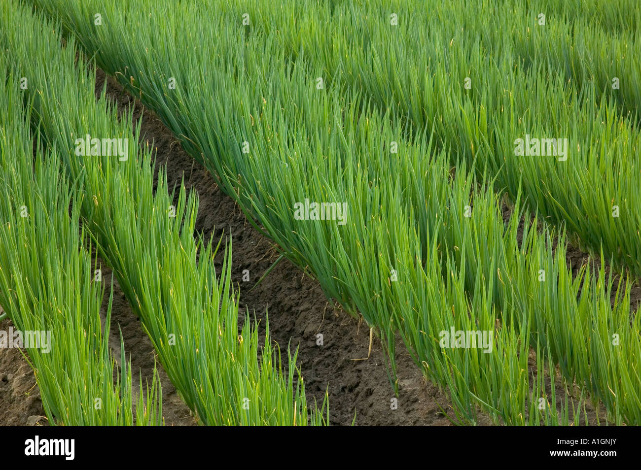Farming farm scallions field organic hi-res stock photography and ...