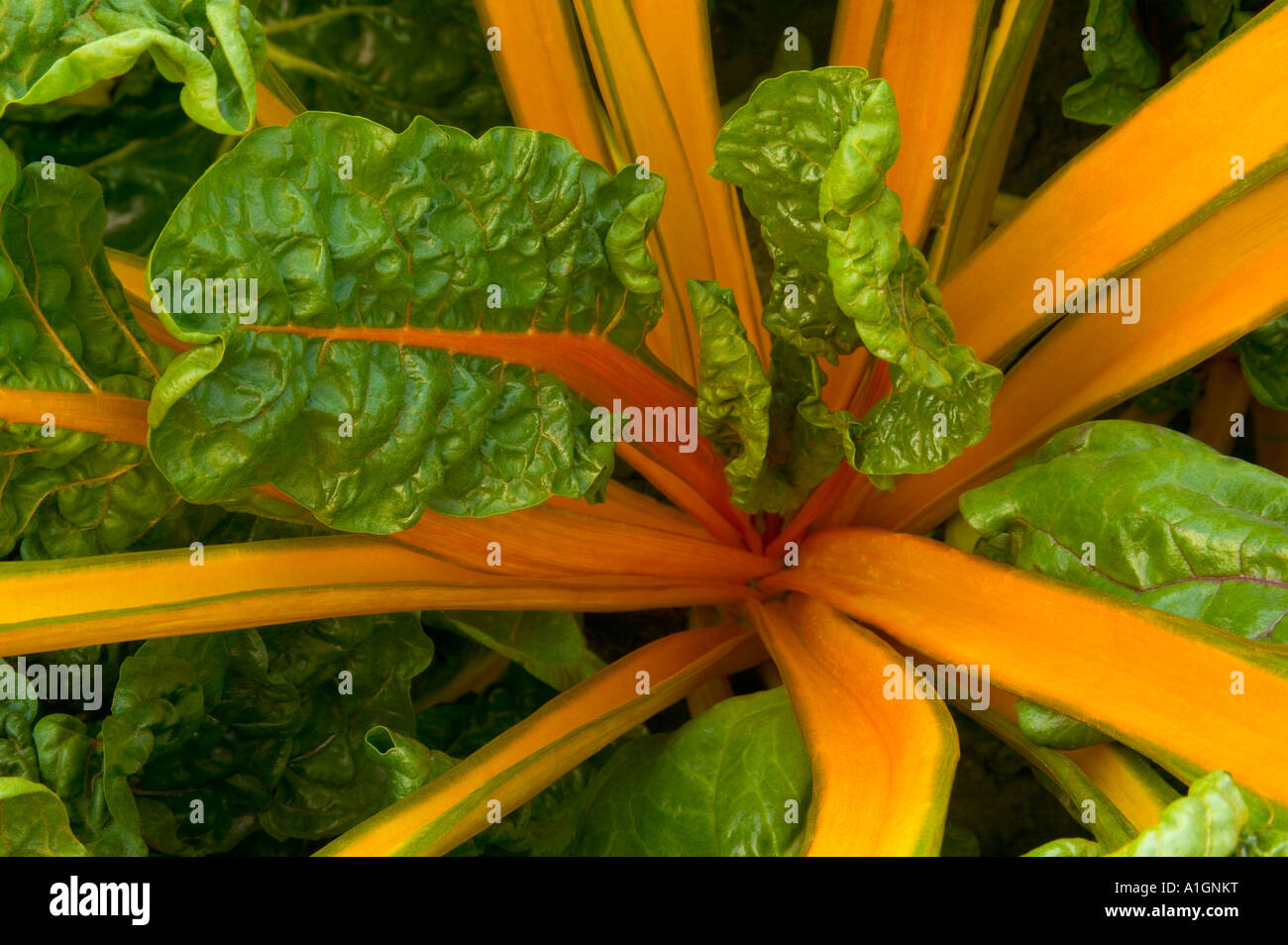 Organic swiss chard growing, Coachella Valley, California Stock Photo ...