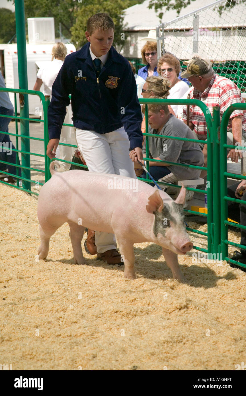 FFA participant showing hog, Calaveras County Fair, California Stock ... FFA participant showing hog, Calaveras County Fair, California Stock ...