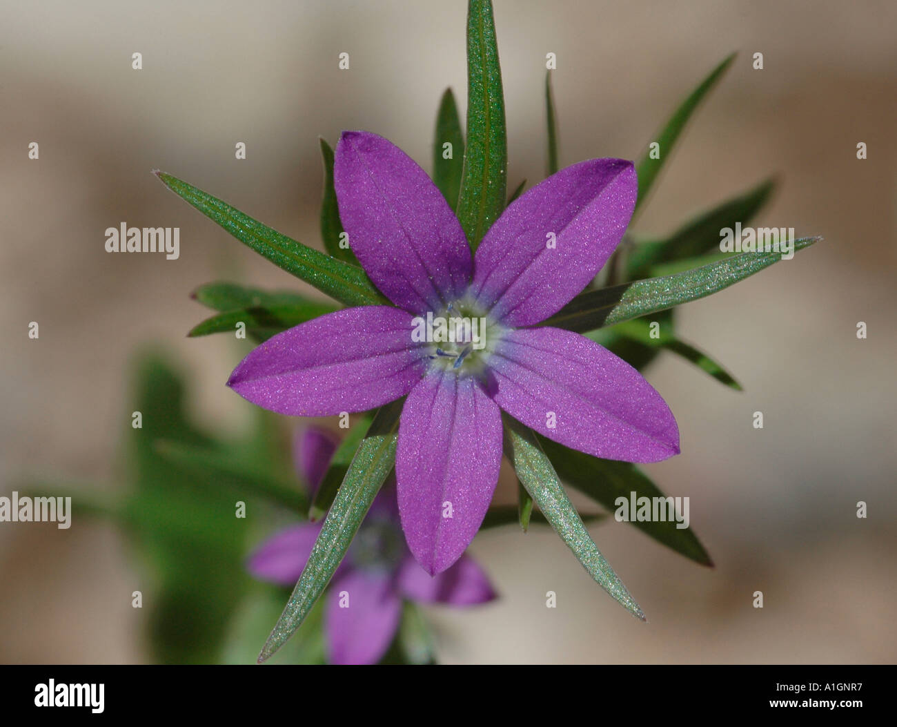 Flower of a gromwell Stock Photo - Alamy