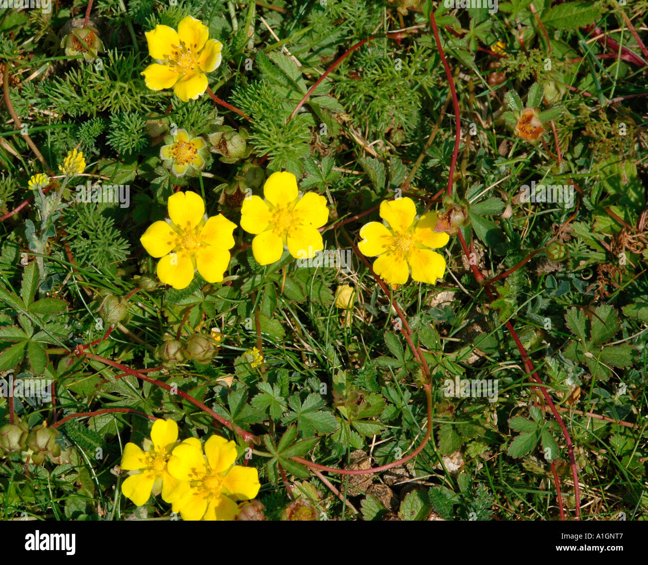 Yellow flowers of the ground-hugging creeping cinquefoil Stock Photo ...