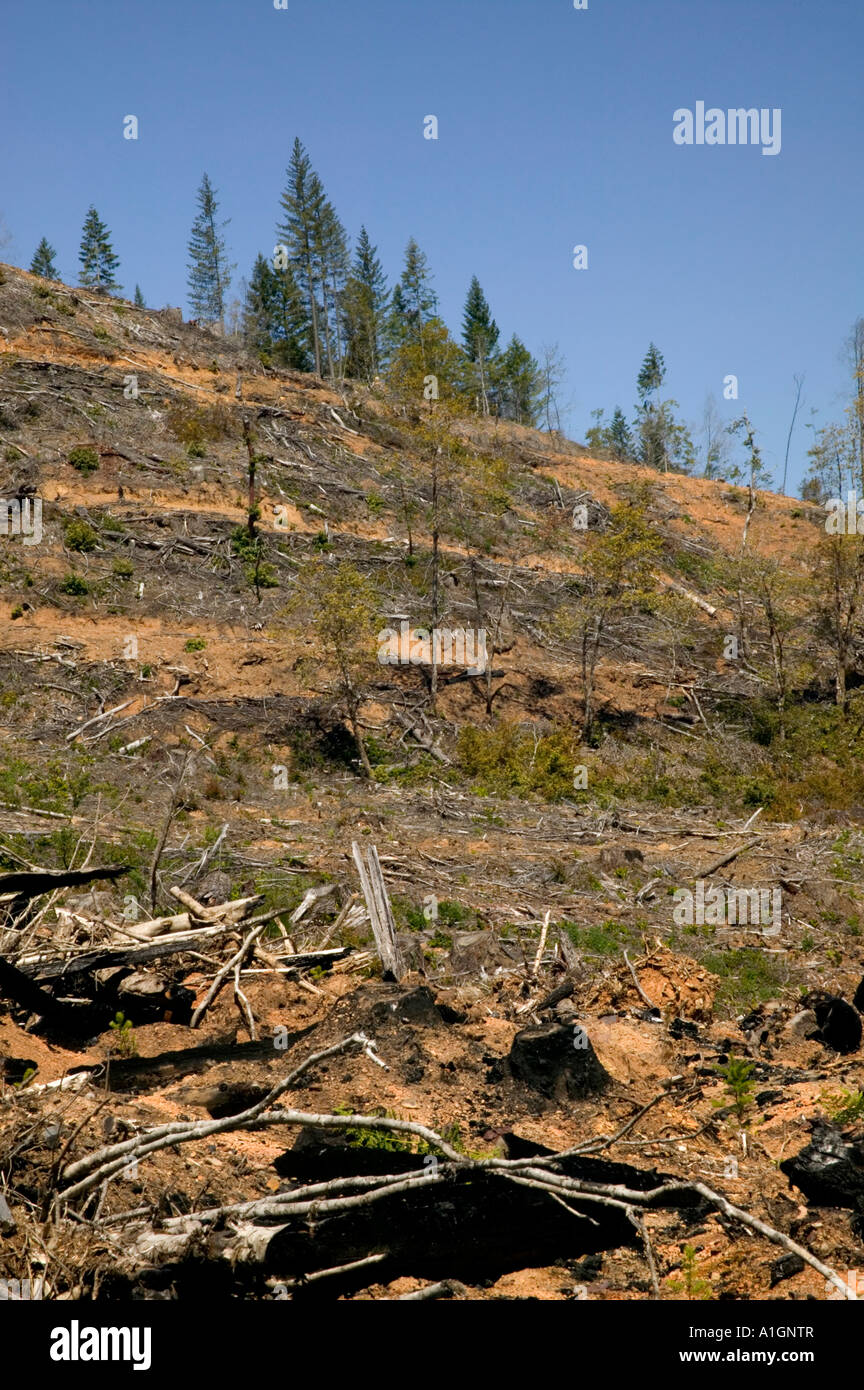 Clearcut logging site, patch cut, slash pine, Douglas Fir & Ponderosa ...