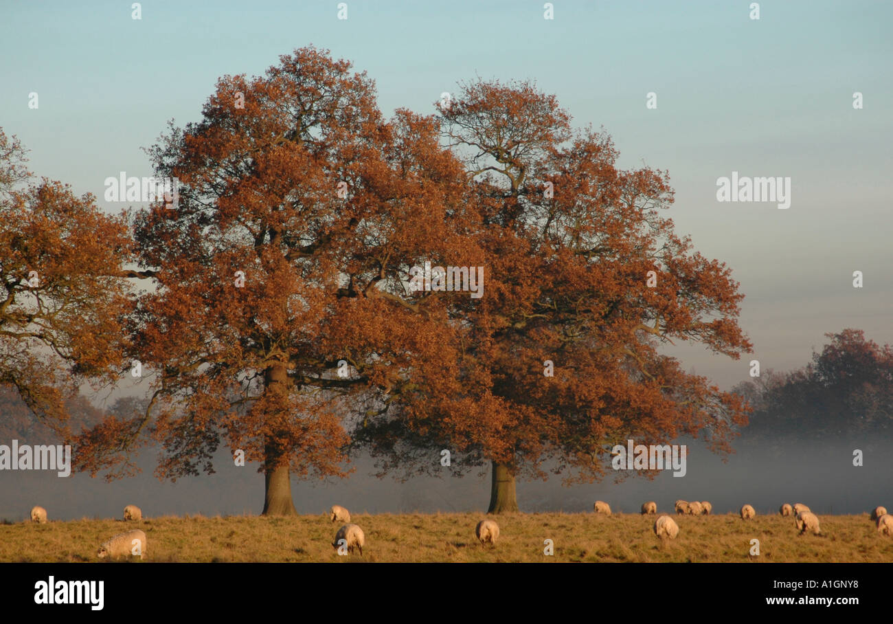 Sheep under sun in hi-res stock photography and images - Alamy