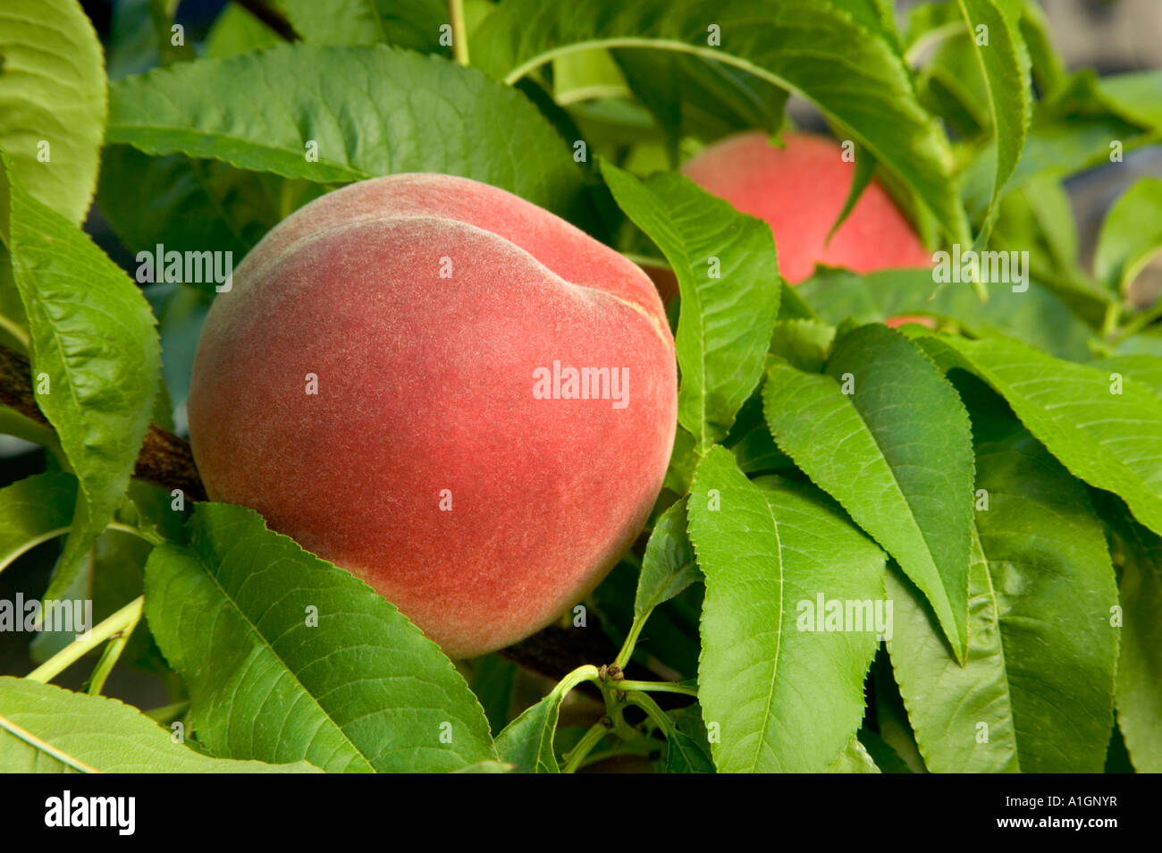 Ripe peach 'White Lady' , branch Stock Photo - Alamy