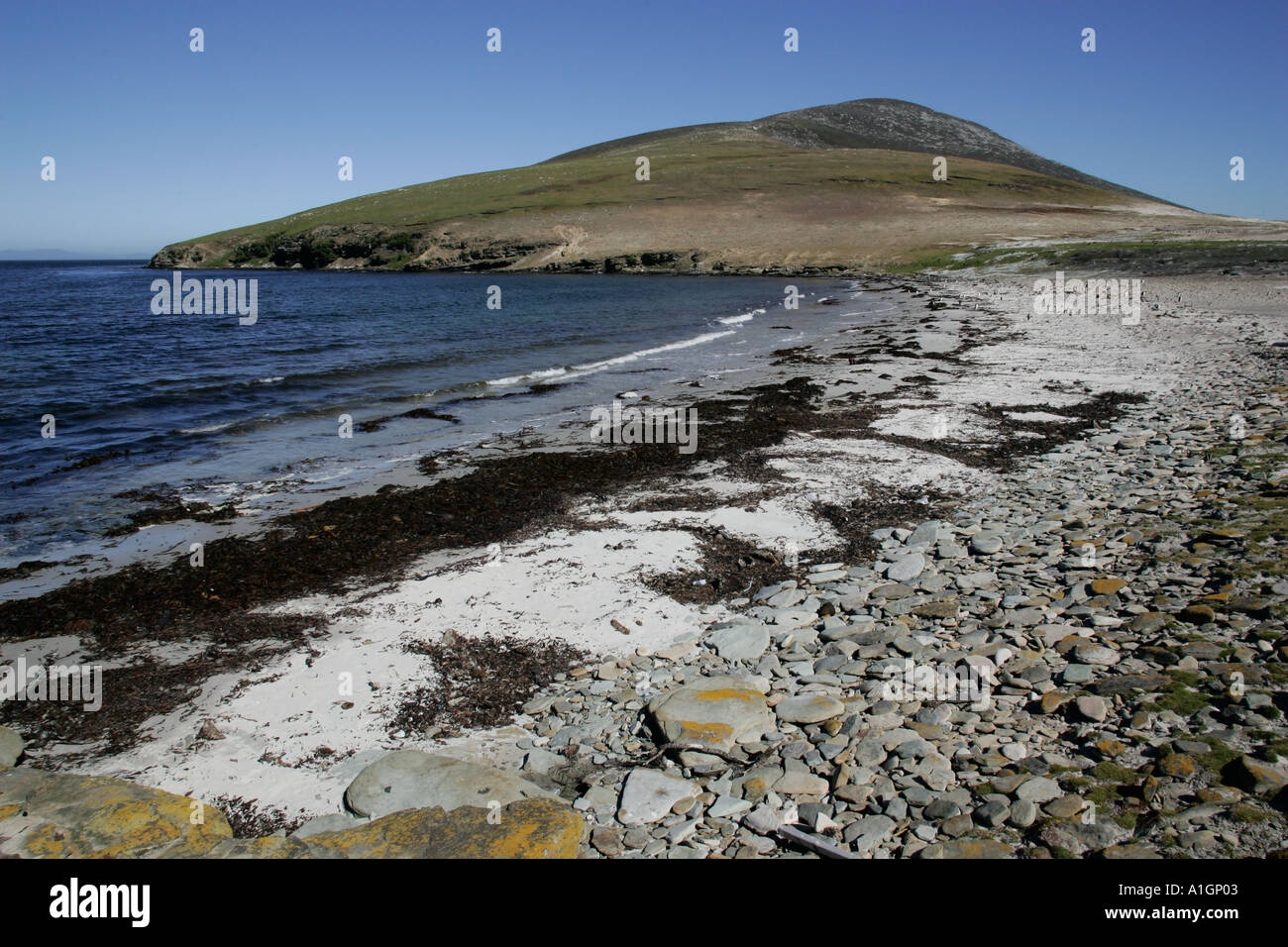 SAUNDERS ISLAND FALKLANDS Stock Photo - Alamy