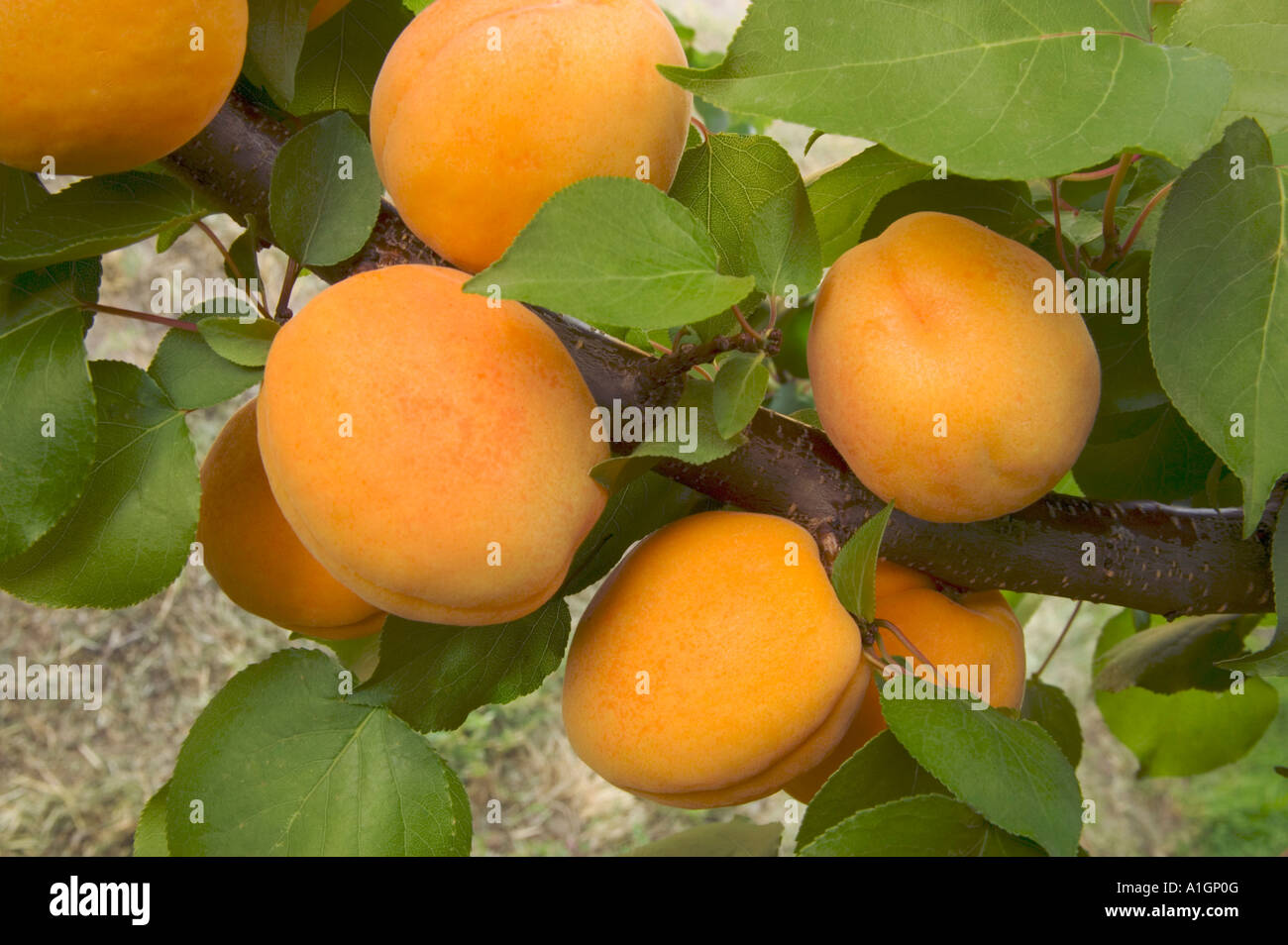 Apricot trees prunus armeniaca hi-res stock photography and images - Alamy