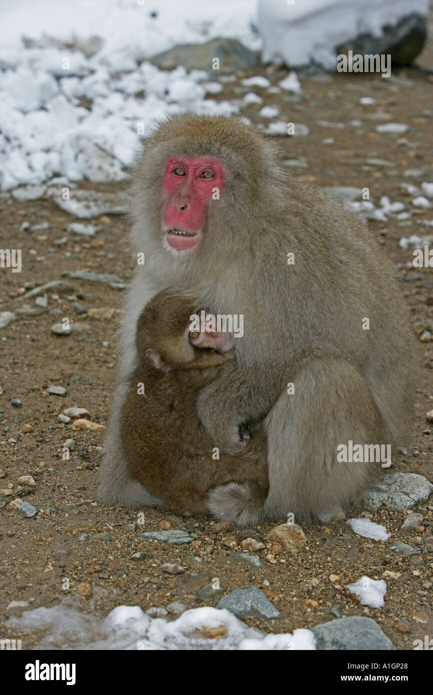 SNOW MONKEY JAPANESE MACAQUE Macaca fuscata Stock Photo - Alamy