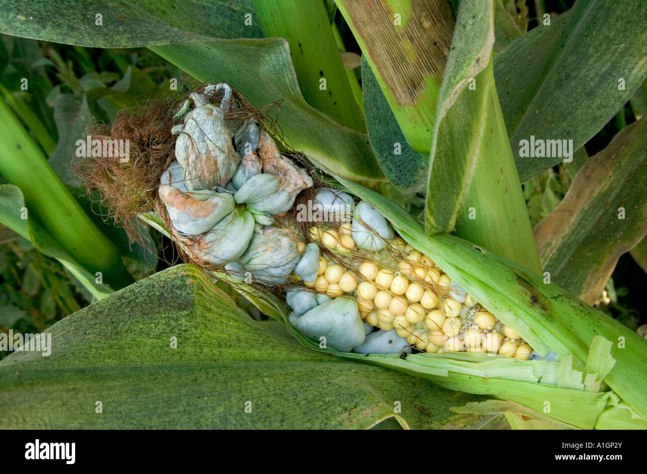 Plant galls hi-res stock photography and images - Alamy