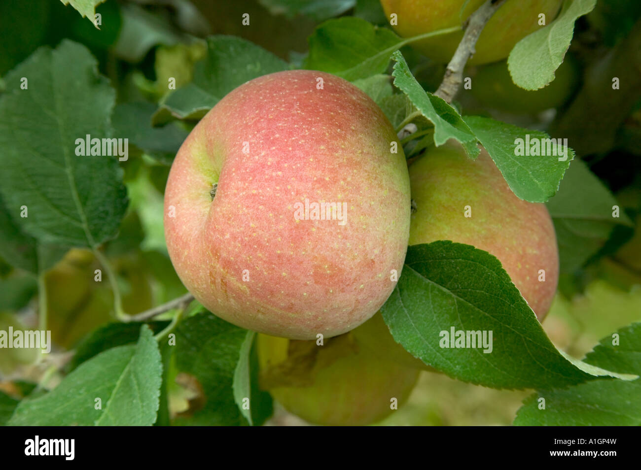 Apple 'Fuji' foliage, branch Stock Photo - Alamy