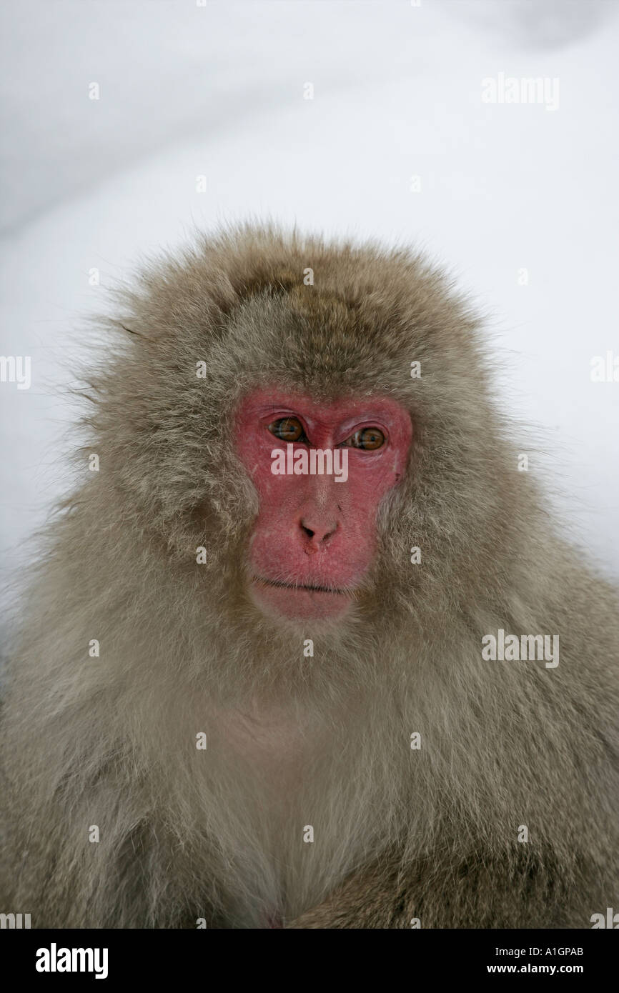 SNOW MONKEY JAPANESE MACAQUE Macaca fuscata Stock Photo - Alamy