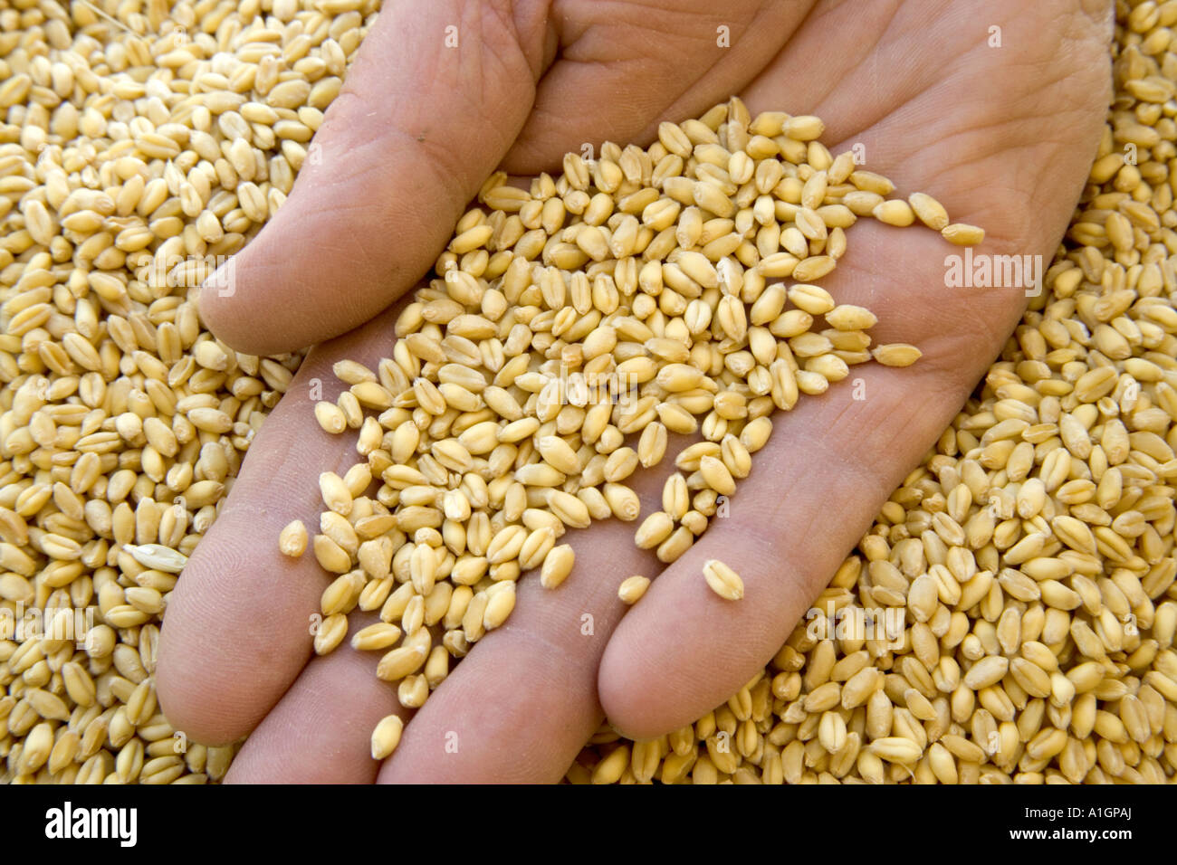 Farm farming oregon cereal kernels hi-res stock photography and images ...