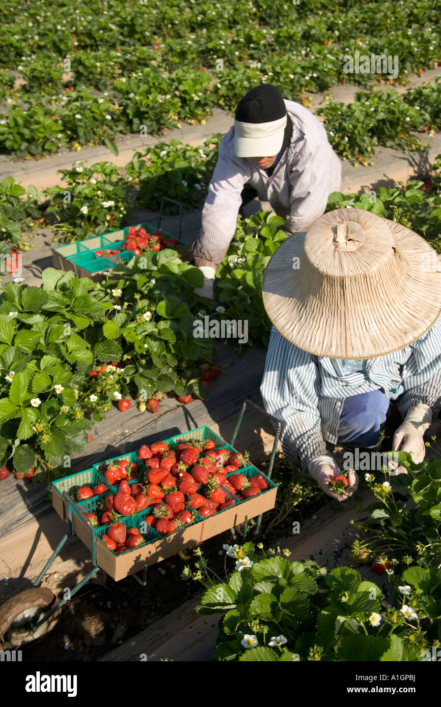 Strawberry farm workers hi-res stock photography and images - Alamy
