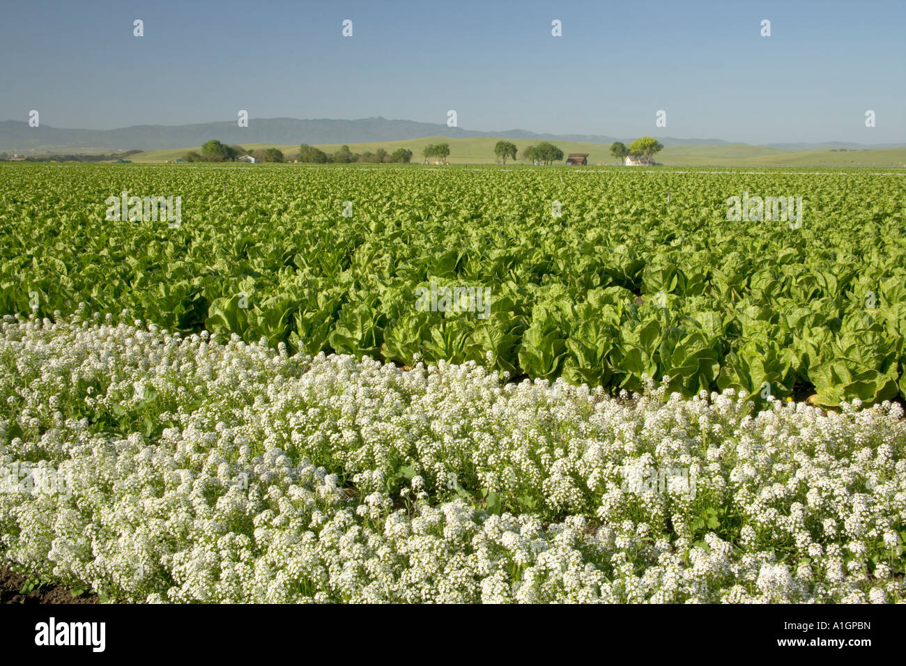 Organic lettuce field, Hollister, California Stock Photo - Alamy
