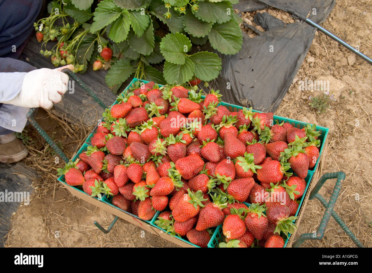 Harvested strawberries in field box, wearing latex gloves, California ...