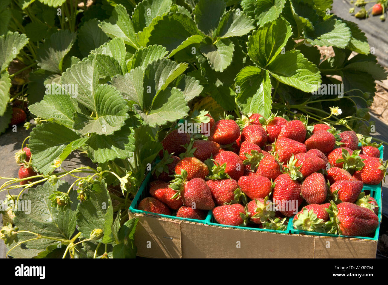 Harvested Strawberries in field box, California Stock Photo - Alamy