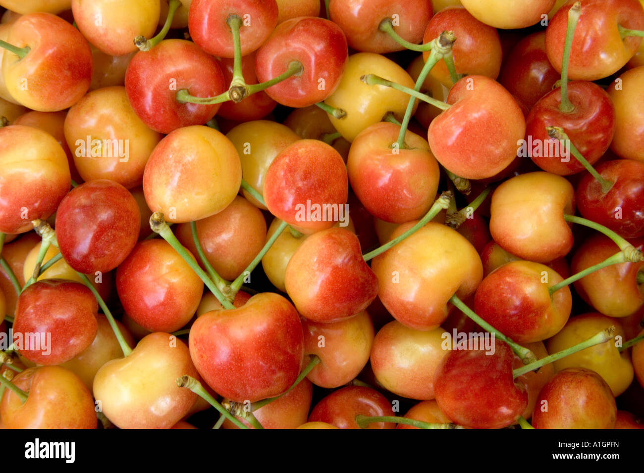 Rainier cherry tree hi-res stock photography and images - Alamy