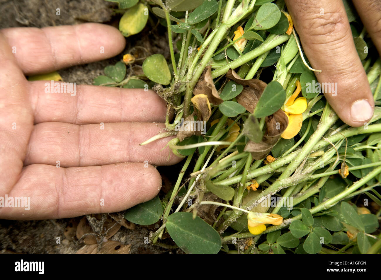 Hand displaying pegs on peanut plant Stock Photo - Alamy