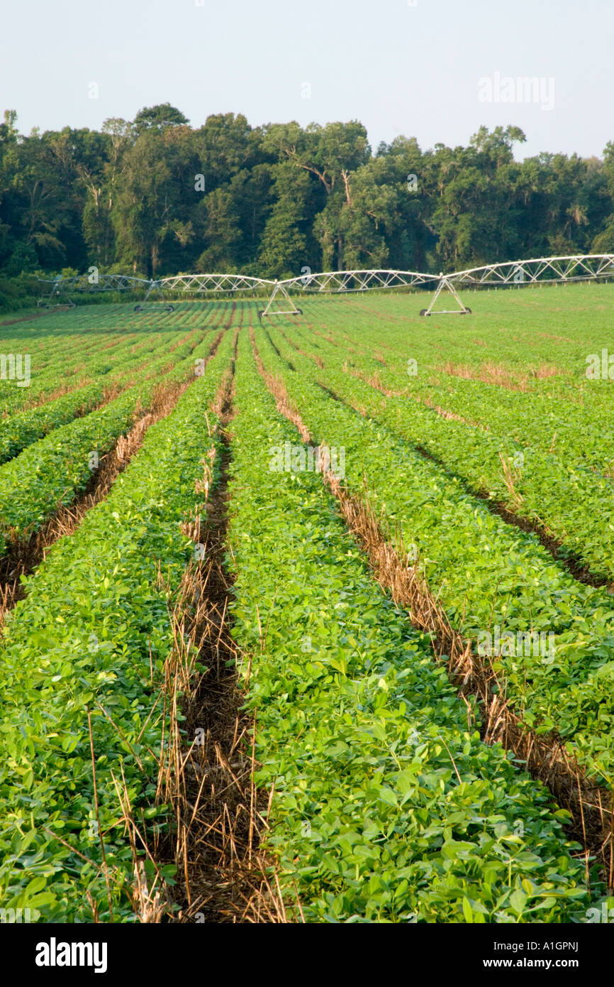 Peanut field, no till, converging rows Stock Photo - Alamy