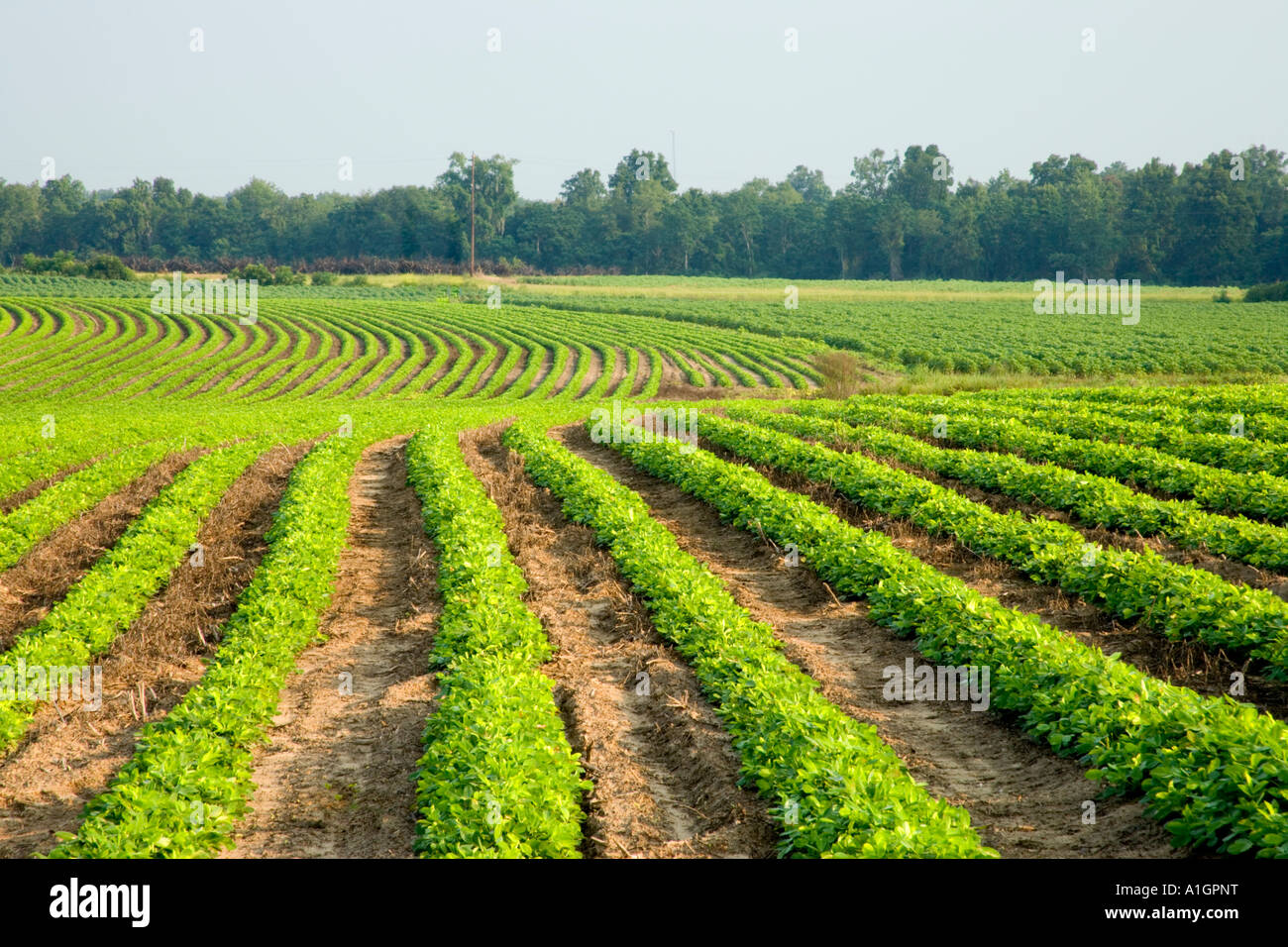 Peanut field, no till, contour farming Stock Photo - Alamy