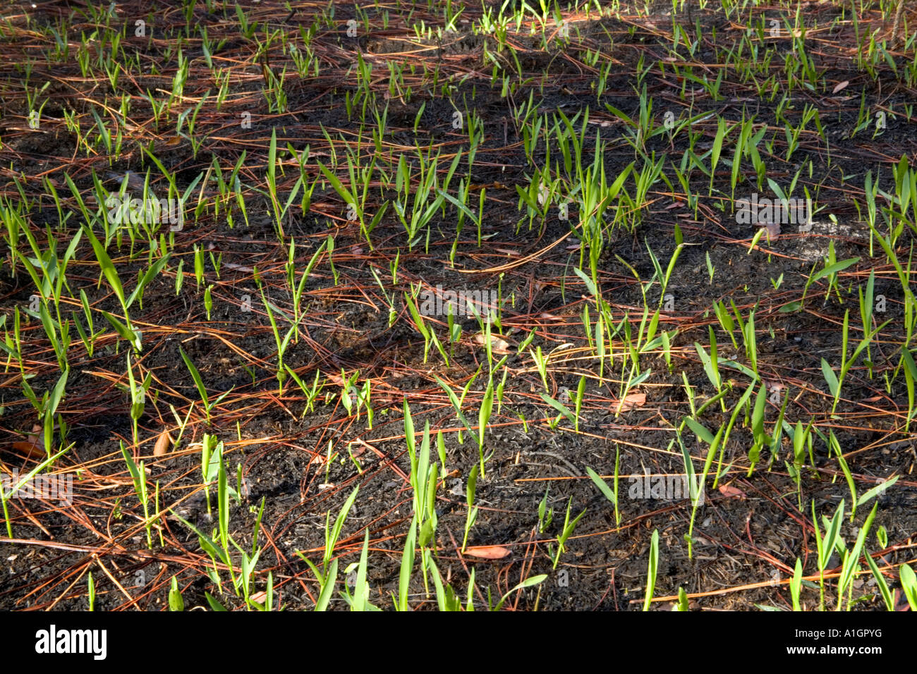 New grass emerging after forest fire, controlled burn, Florida Stock ...