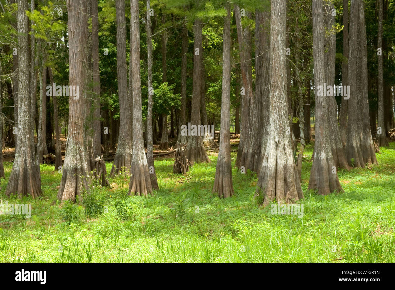 Bald cypress taxodium distichum needles hi-res stock photography and ...