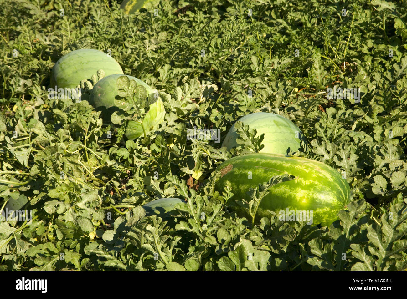 Watermelon vine hi-res stock photography and images - Alamy