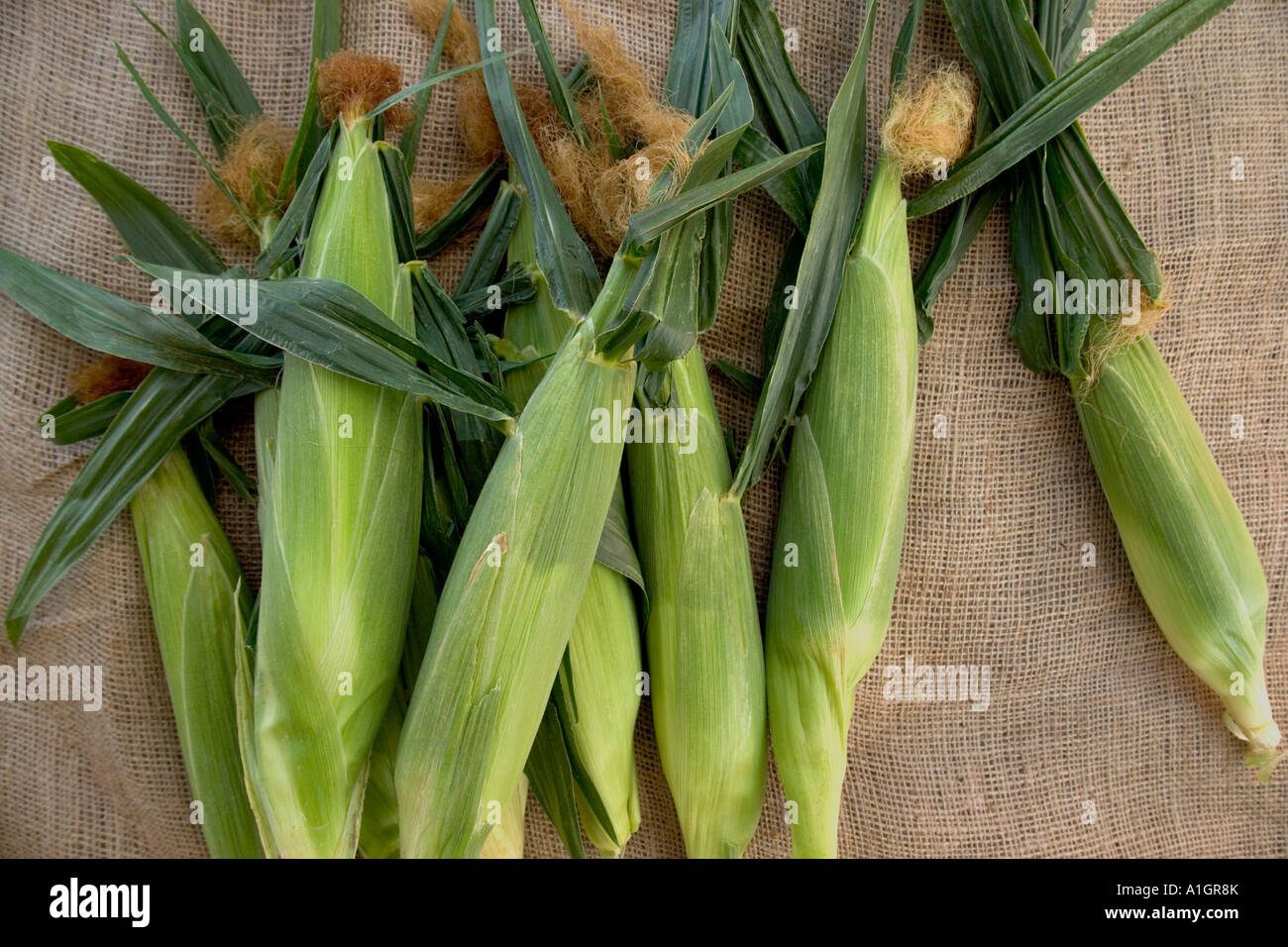 Ears of harvested corn Stock Photo - Alamy