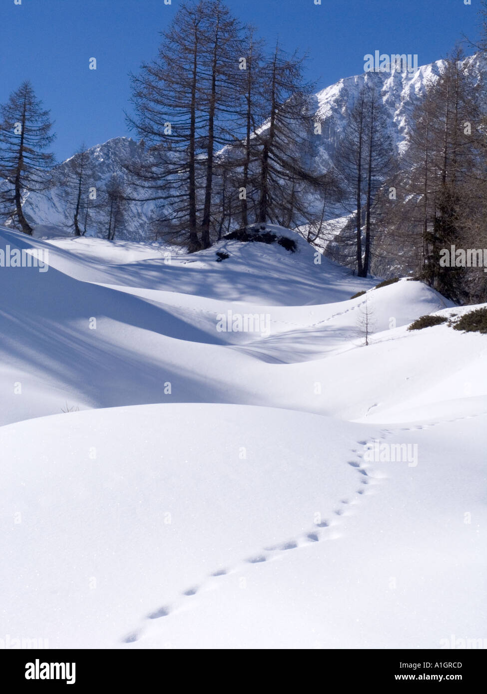 ANIMAL FOOTPRINTS IN SNOW Stock Photo - Alamy